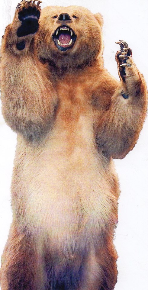 Grizzly Bear – Valley Center History Museum